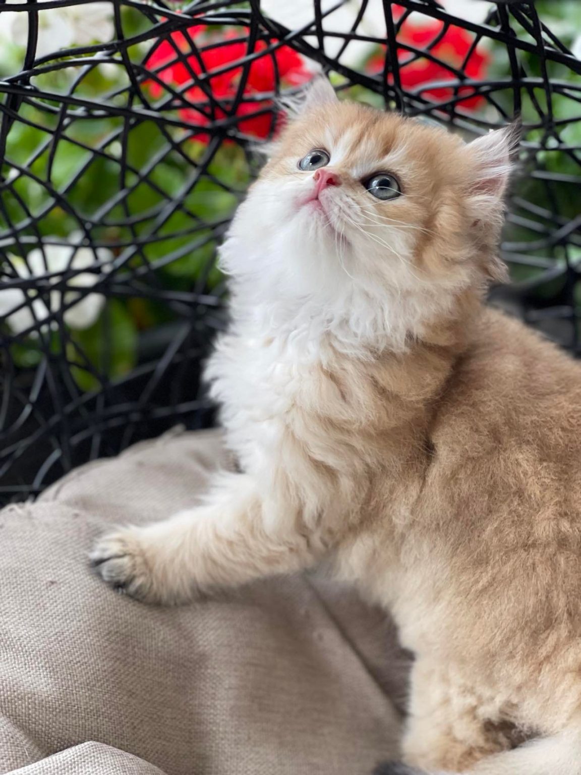 Available kittens – Fluffy Angel Cattery